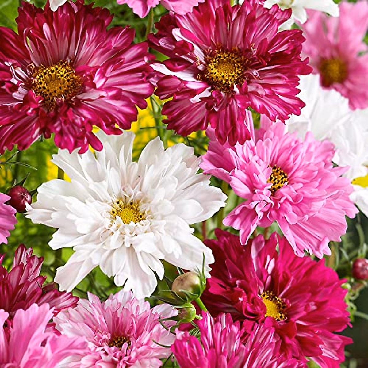 Outsidepride Cosmos Bipannutus Double Click Garden & Cut Flower Seed Mix - 100 Seeds
