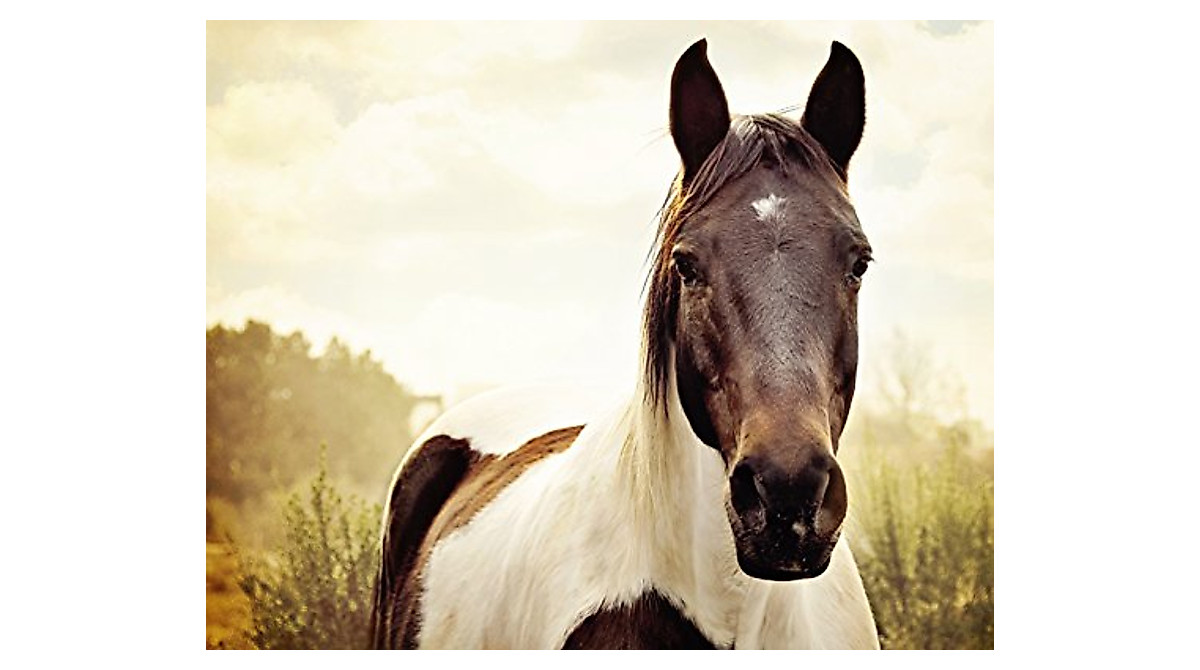 Rein Water: Electrolyte Drink Mix for Healthy Horses