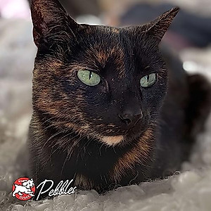 Fromm Four-Star Nutritionals Chicken A La Veg Cat Food - Premium Dry Cat Food - Chicken Recipe - 10 lb