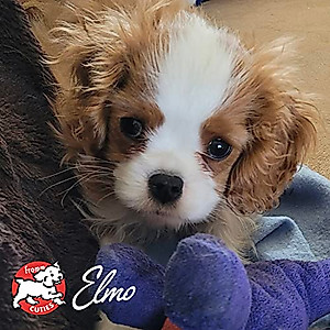 Fromm Puppy Gold Premium Dry Dog Food - Dry Puppy Food for Medium & Small Breeds - Chicken Recipe - 15 lb