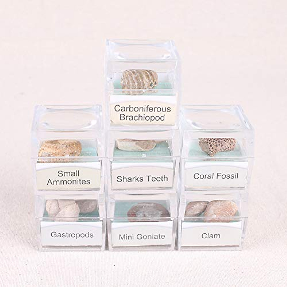 Transparent Specimen Box,Protolith Specimen Ammonite Shark Teeth Gastropod Coral Fossils Stone Collection - Random Style