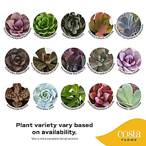 Costa Farms Succulents (25 Pack), Live Mini Succulent Plants, Grower's Choice Live Houseplants, Potted in Nursery Plant Pots, Potting Soil, Gift for Bulk Baby Shower, Bridal Shower, DIY Room Decor