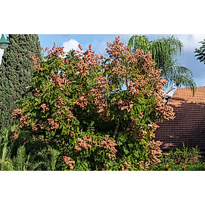 Chinese Golden Rain Tree Seeds for Planting - 6 Seeds - Koelreuteria bipinnata