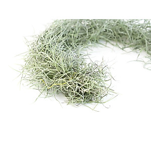 3 Pack Thick Colombian Spanish Moss Live Strands with Wire Hook - Live Tillandsia Succulent House Plants - Home and Garden Decor - Easy Care Indoor and Outdoor Plants