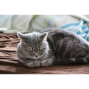 PET SUPPLEMENTS Anxiety Relief for Cats - CAT Relaxant - Keeps Cats Calm and Relaxed - CHEWABLE Treats - cat Calming Products - 2 Bottle (180 Chews)