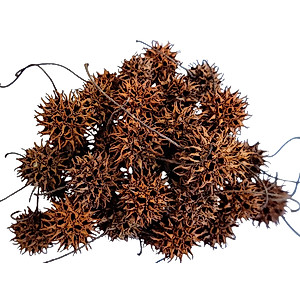 Sweet Gum Tree Seed Pods for Reptiles, Amphibians, Isopds, Terrarium, Bioactive Enclosures, 20 Count of Large 1" - 1.5" Natural and Organic Hand Collected Spikey Balls
