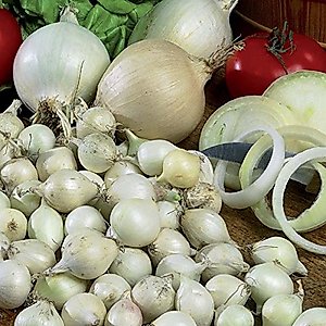 Onion Sets ,White (20 Bulbs) Garden Vegetable