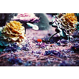 Lomochrome Purple 35 mm ISO 100-400