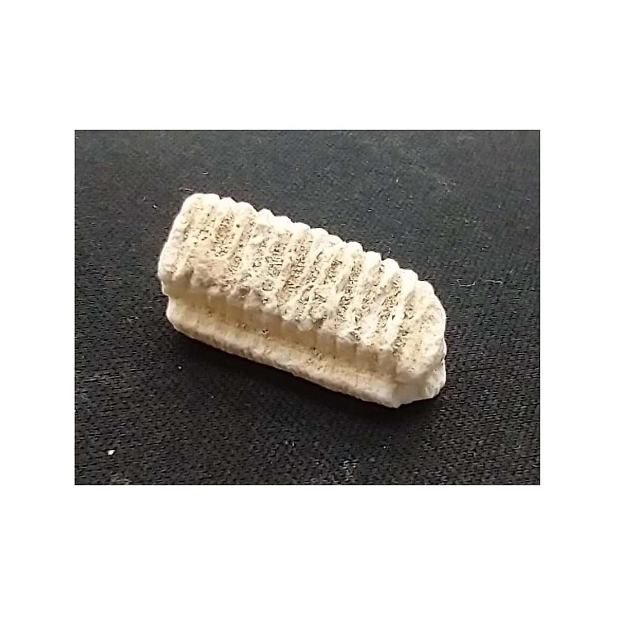 Universal Specialties Shark Teeth in Bag Genuine Fossilized Specimens Perfect for Classroom Lessons Arts and Crafts Necklaces and Play Excavation Sites Real Authentic Eocene Morocco Tooth Approx. 30