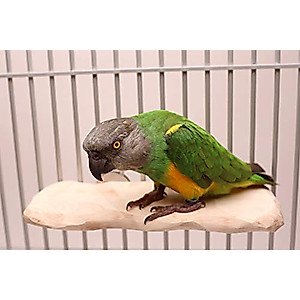 Hardwood Platform NU Perch for Small to Medium Parrots