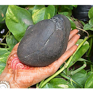 Shiva Lingam Shop Natural Shaligram, Religious Gifts, Sudarshan Saligram Stone, Sudershan Shaligram Gandaki River Nepal, Ritual Object Iconic Symbol of The God Vishnu from Nepal~I-4885