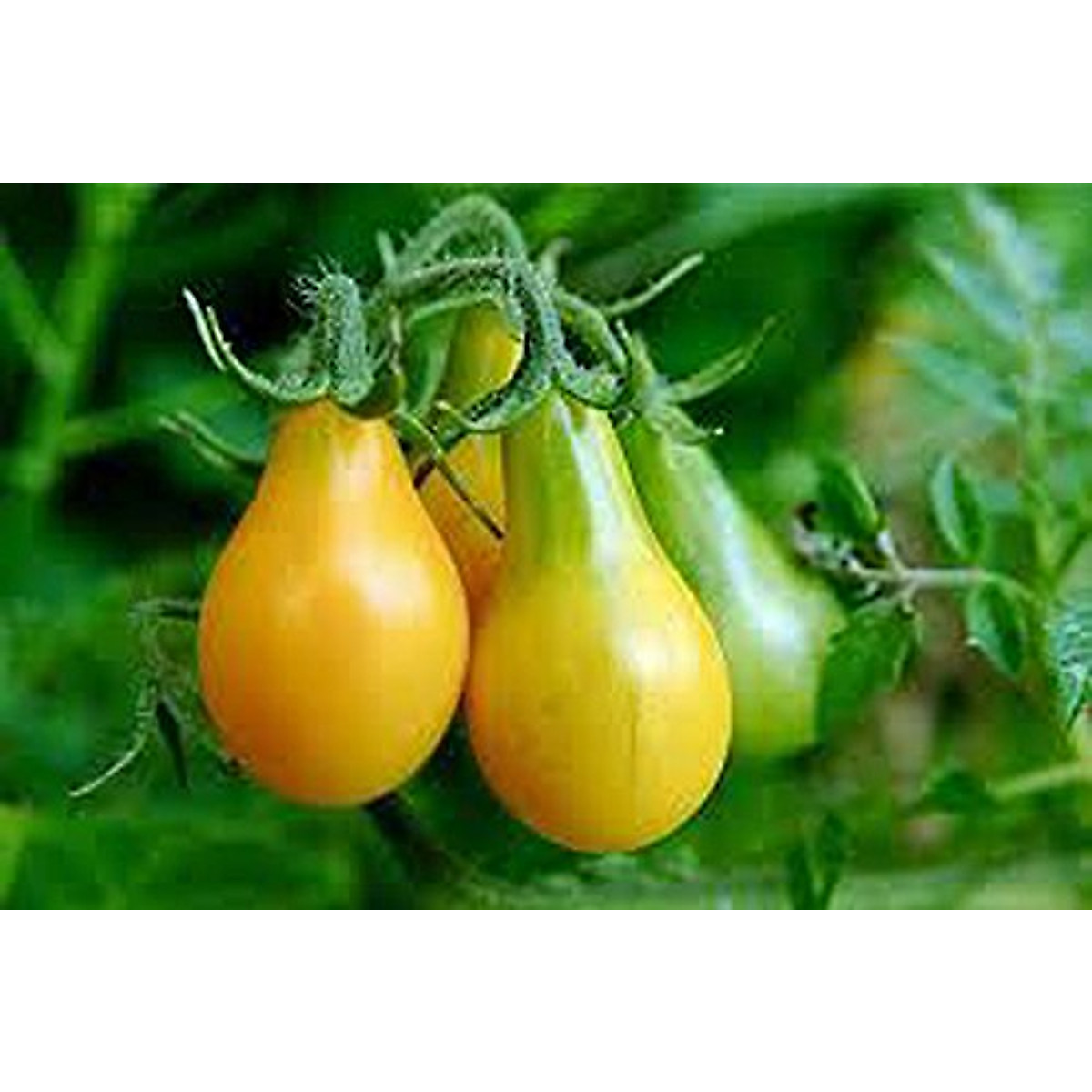 Tomato,Yellow PEAR Tomato Seed, Heirloom, Non-GMO, 25+ Seeds, Tasty, Great for Salads