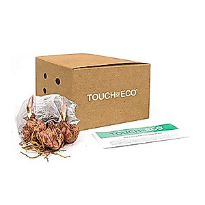 3 Giant Blooming Mixed Begonia Flower Bulbs - Easy to Grow, Colorful Variety Mix of Pink, Yellow, White, Red and Orange Blooms - Touch of ECO