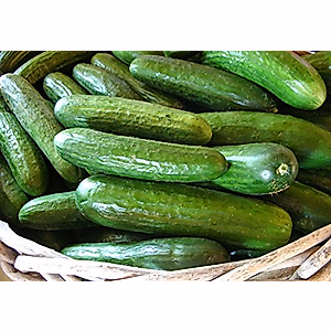 US Grown! 30+ Persian Beit Alpha (a.k.a. Lebanese) Cucumber Seeds Heirloom Non-GMO Burpless Sweet Non-Bitter and Acid Free, Crispy and Sweet, Fragrant and Delicious, Cucumis sativus, Grown in USA!