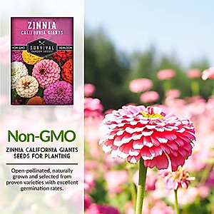 Survival Garden Seeds - California Giants Zinnia Seed for Planting - Packet with Instructions to Plant and Grow Zinnia Elegans Plants in Your Home Vegetable Garden - Non-GMO Heirloom Variety