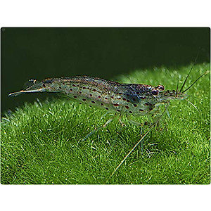 ShrimpRack® 10 Amano Shrimp | Live Freshwater Aquarium Algae Cleaner | Real Living Nano Fish Kit | Natural Glass Cleaning Dwarf Caridina | Live Shrimp