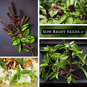 Sow Right Seeds - Sweet Large Leaf Thai Basil Seed for Planting; Non-GMO Heirloom Seeds; Instructions to Plant and Grow a Kitchen Herb Garden, Indoors or Outdoor; Great Gardening Gift