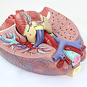 BONEW Human Medical Chest/Throat Anatomy Larynx Heart and Lung Anatomical Model with 51 Parts Indication Signs