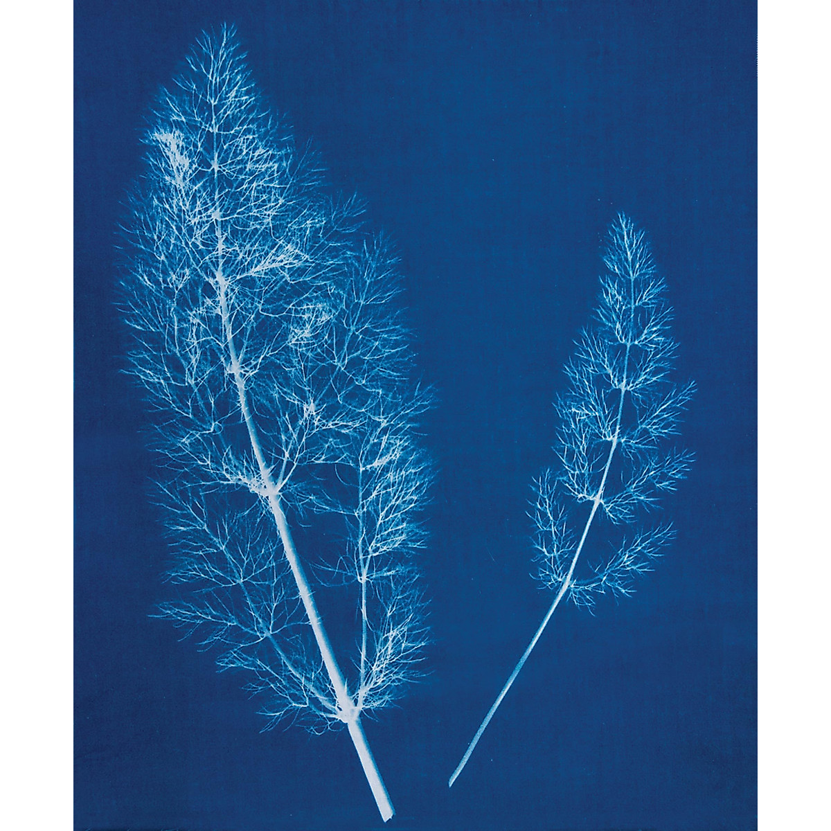 Jacquard Cyanotype Sensitizer Set