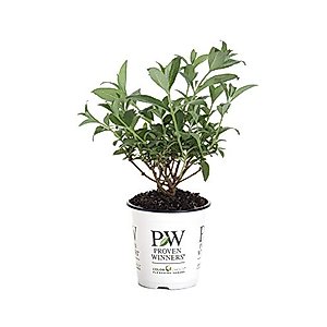 Miss Molly Butterfly Bush (Buddleia) Live Shrub, Deep Pink Flowers, 4.5 in. Quart