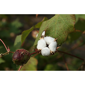 MRC Brand Cotton Seeds Non-GMO, untreated 20+ Cotton Seeds