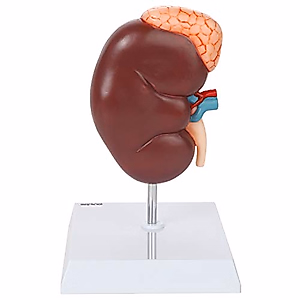 Kidney Anatomy Model with Adrenal Gland, Includes Base, Made by Axis Scientific