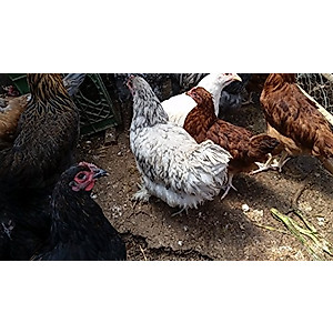 6 Fertile Chicken Hatching Eggs