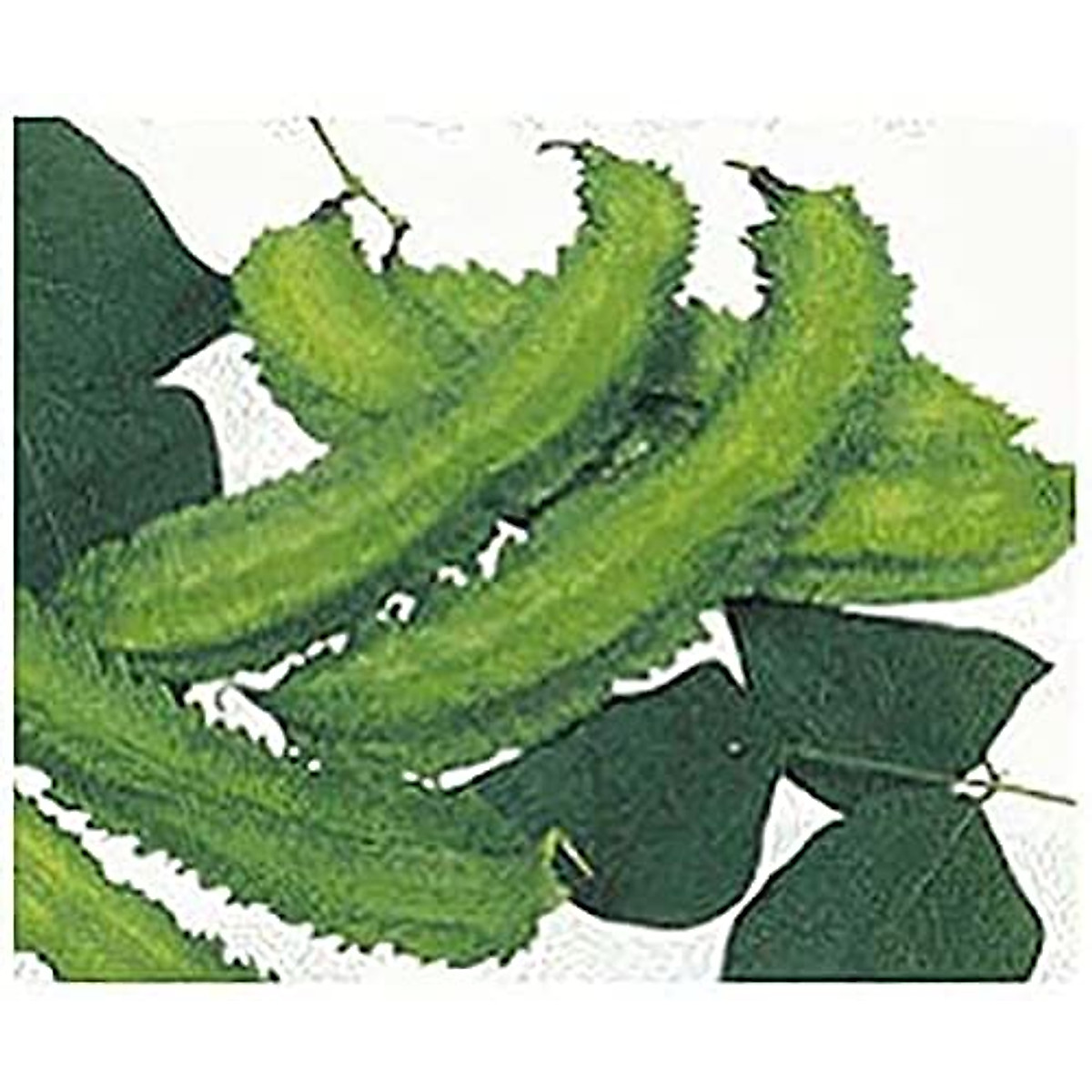 Winged Bean Seeds - Almost All Parts of The Plant are Edible. Once Considered The Food That Could Feed The Planet