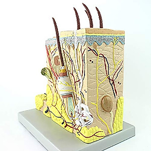 Teaching Model,Skin Anatomy Model, Skin Model, Enlarged Human Skin Anatomical Structure Model, Skin Beauty Plastic Face and Face Model for Biology Cosmetic Surgery Teachi