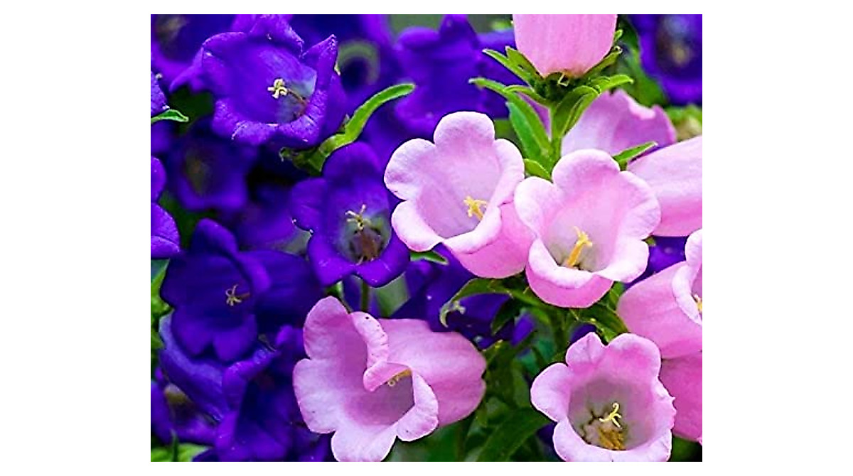 Canterbury Bells Seeds – Beautiful Blue, Pink & White Flowers to Grow