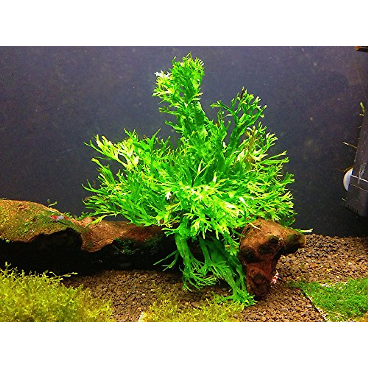 Java Fern Windelow - Easy Freshwater Live Aquarium Plant