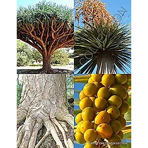 Dragon's Blood Tree, Dracaena Draco Rare Canary Island Palm Bonsai Seed 10 Seeds