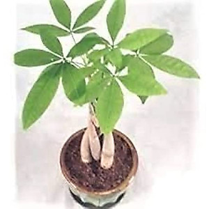 Money Tree in Round Green Bonsai Ceramic Pot -Live Plant Home Decor