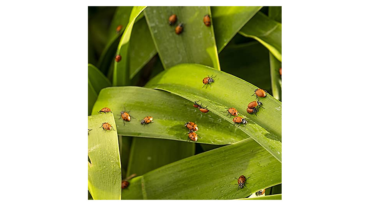 1500 Live Ladybugs for Effective Aphid Control