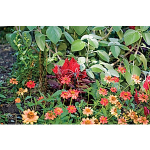 Rain Bird MBUB-F/2S Drip Irrigation 10-32 Threaded Micro-Bubbler, 360° Full Circle Pattern, 2-Pack