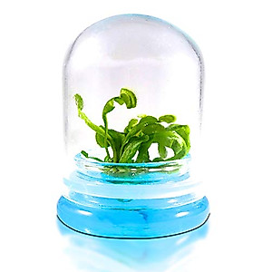 Venus Fly Trap, Fly Trap Carnivorous Plant, a Fun & Live Gift!