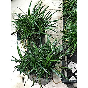 Dwarf Mondo Grass Qty 90 Live Plants Shade Loving Evergreen Ground Cover