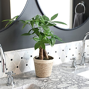 Just Add Ice JA5030 Money Tree in Boho Ivo Jute Pottery, Live Indoor Plant, Fully-Rooted, Healthy Leaves, Easy to Grow Gift for Friend, Dorm, Plant Parent Home Décor Pachira, 5" Diameter, 16" Tall