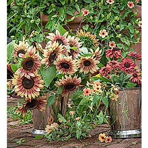 zellajake Rare Flower Seeds Beautiful Garden Plant Seeds 50+ Helianthus Seeds Sunflower Seeds Helianthus annuus ProCut Plum