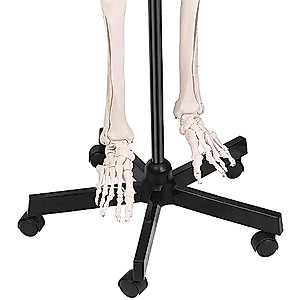 RONTEN Human Skeleton Model for Medical Study, 70.8" Life Size Medical Anatomical Skeleton, Including Adjustable Rolling Stand + Cover + Poster
