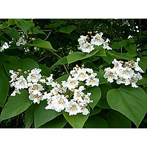 Indian Bean Tee Southern Cigar Tree Catawba Tree Catalpa Bignonioides 10 Seeds