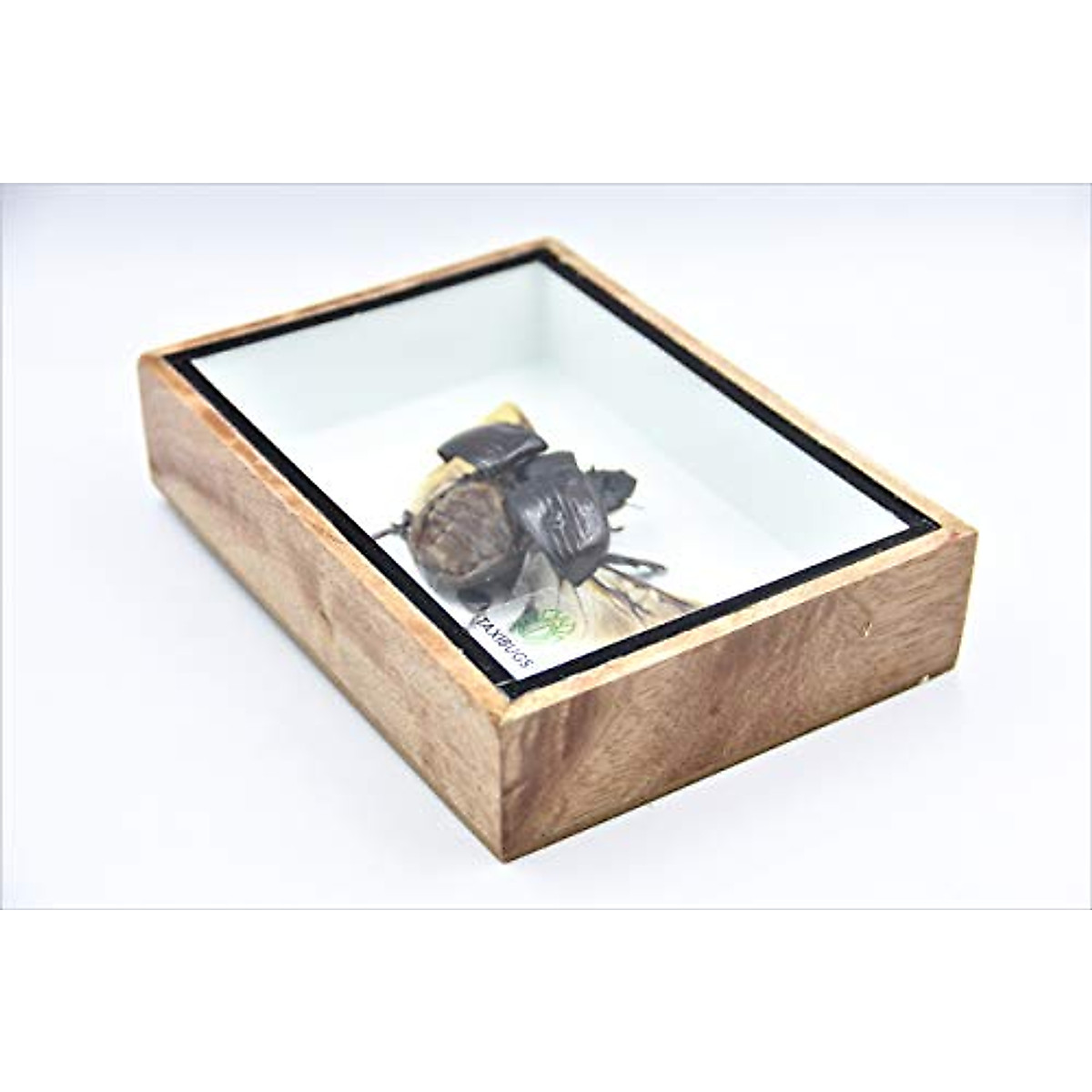 Real Exotic Elephant Dung Beetle (Heliocopris dominus (Bates, 1868) Open Wings Female – preserved taxidermy insect bug collection framed in a wooden box as pictured
