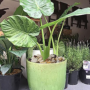 Yousonew 10lbs 100% Natural River Rock Stones,Garden Adornment Stones,Pebbles Polished Gravel for Plants,Vases,Aquariums,Succulents, Home Decor. (10LBS)