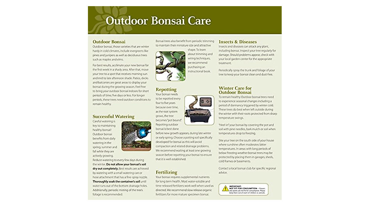 Brussel's Live Green Mound Juniper Outdoor Bonsai Tree in Zen ...