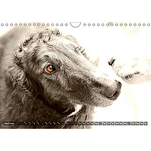 Windhunde eye-catcher (Wandkalender 2020 DIN A4 quer): Sepia-colorierte Fotos vom Galgo Español (Monatskalender, 14 Seiten )