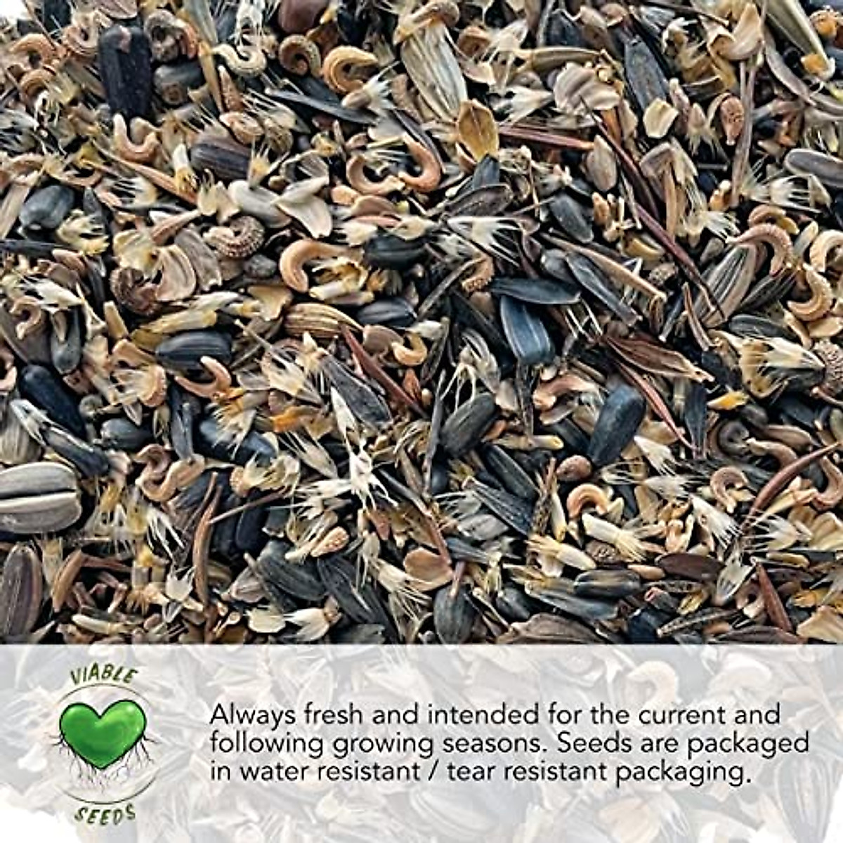 Seed Needs, 200+ Connecticut Field Pumpkin Seeds for Planting (Cucurbita Pepo) Heirloom Vegetable, Grow Large Pumpkins Non-GMO & Untreated Bulk