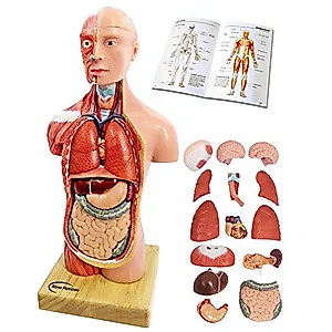 Newest 2023 Human Body Model for Kids,11 inch 15 Pcs Removable 3D Human Torso Anatomy Model with Heart Brain Skeleton Head Model for Medical Student Learning,Education Display,with Wooden Base,Ages 4+