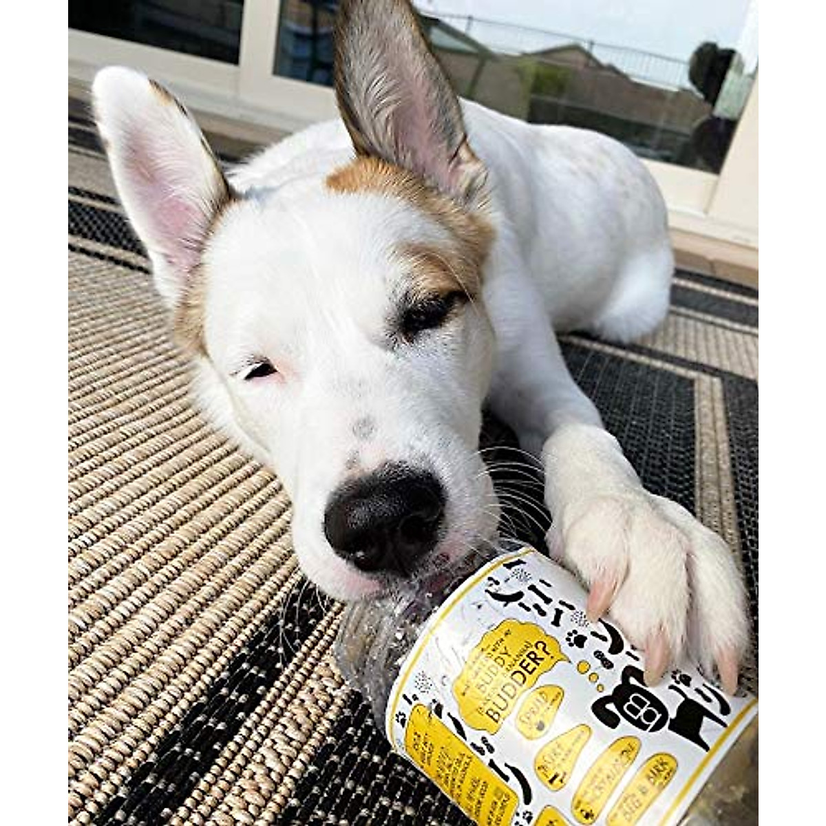 BUDDY BUDDER Bark Bistro Company, Superberry Snoot + Barkin Banana + Pumpkin Pup, 100% Natural Dog Peanut Butter, Healthy Dog Treats - Made in USA (Set of 3 / 17oz)