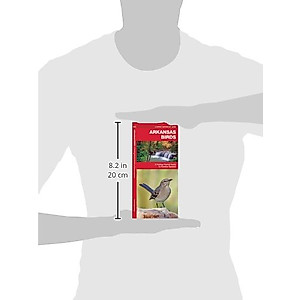 Arkansas Birds: A Folding Pocket Guide to Familiar Species (Nature Observation North America)
