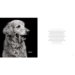 Finding Home: Shelter Dogs and Their Stories